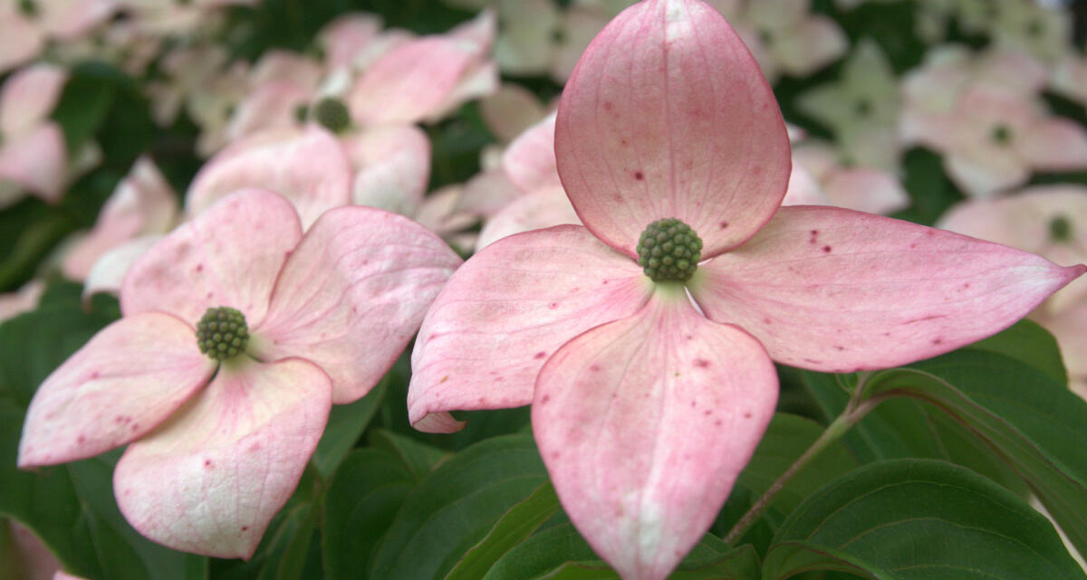 Ronda Boice Consulting LLC (copy)